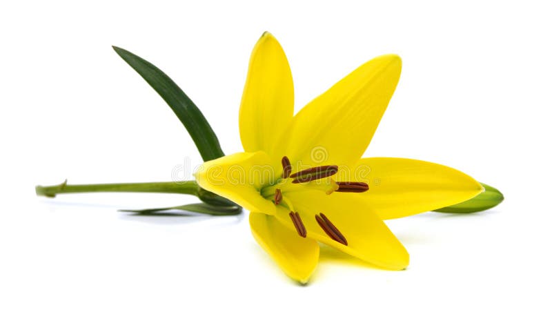 Yellow Lily Flowers on White Background Stock Image - Image of single ...