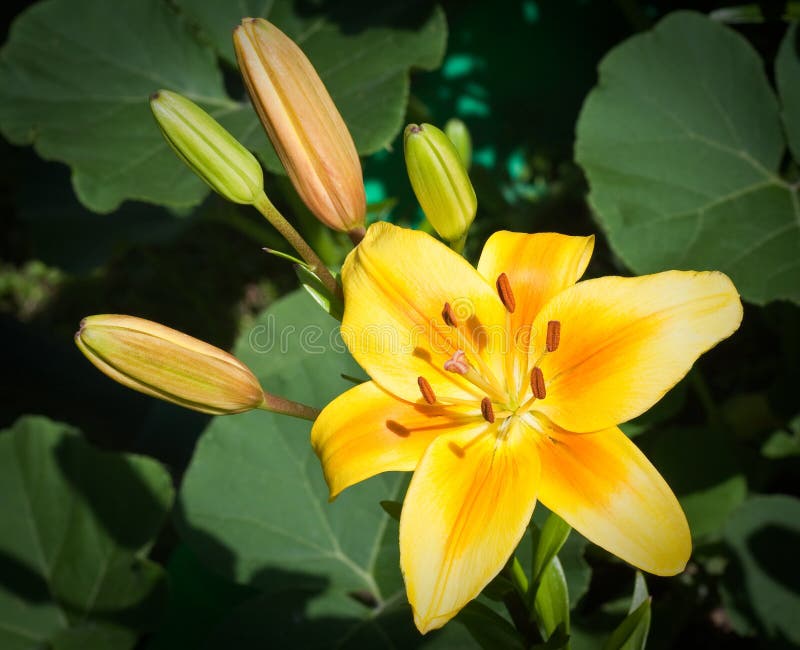 Yellow lily in the garden stock image. Image of flora - 18384325