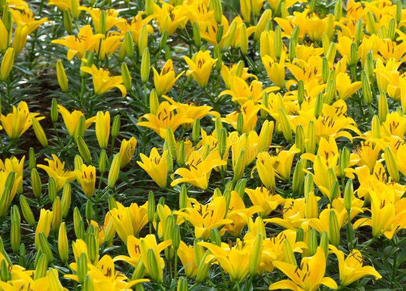 Yellow lily garden stock photo. Image of white, petal - 65935944