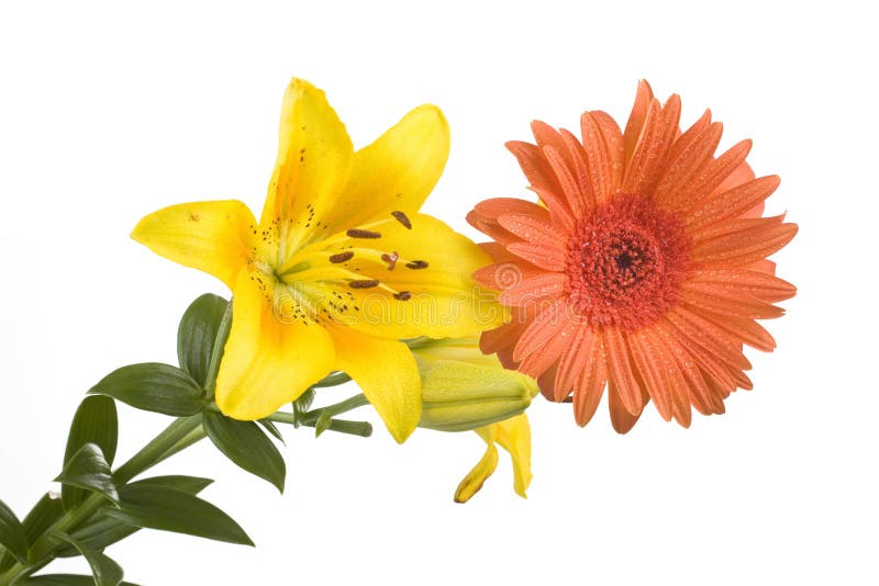 Yellow flowers stock photo. Image of green, nature, india - 10611780