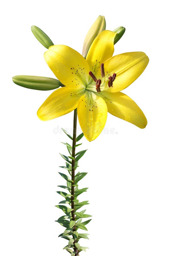 Yellow Lily or Lilium Flower Isolated on White. Transparent Png ...
