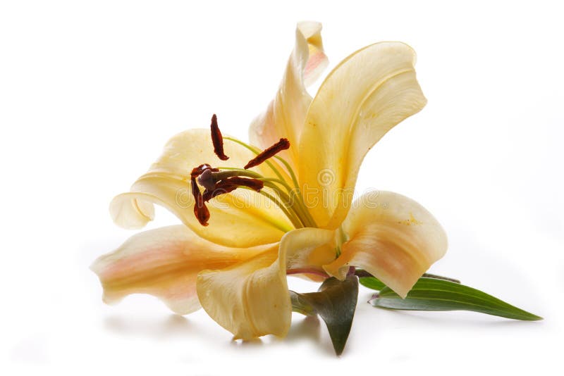 Yellow lily-frame stock image. Image of leaves, isolated - 25574407