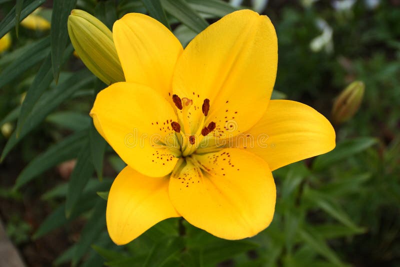 Yellow lily - Lilium stock image. Image of garden, elegant - 64782401