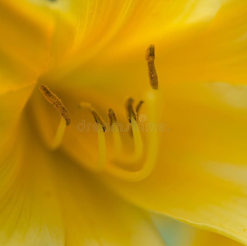 Yellow Lily Macro stock image. Image of macro, beautiful - 72800291