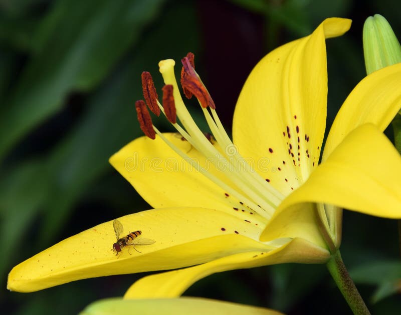 Yellow lily stock photo. Image of nice, flower, flowers - 73142862