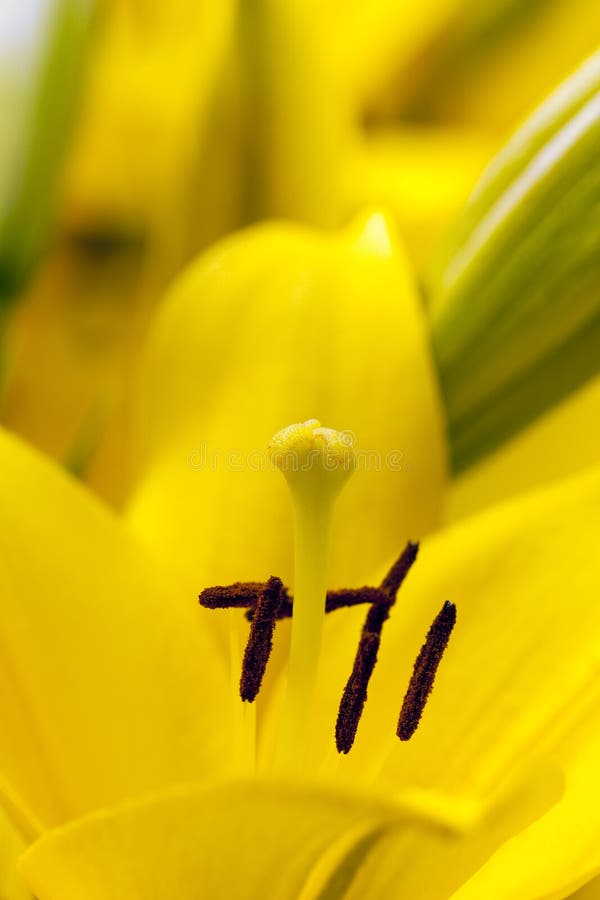 Yellow lily stock photo. Image of blossom, green, macro - 29742060