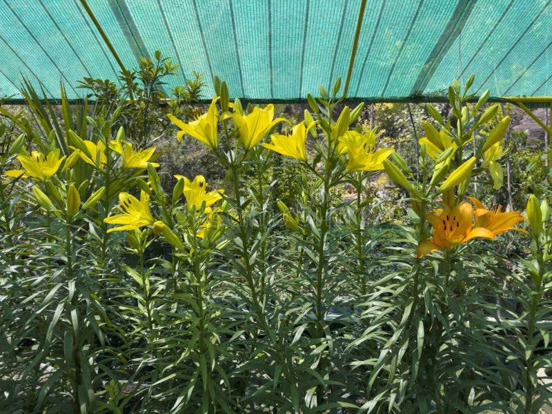Yellow Lily Plants Growing in Nursery Greenhouse Stock Image - Image of ...