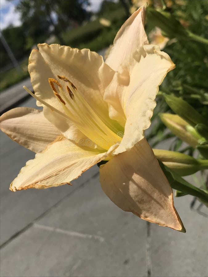 Yellow lily stock image. Image of nature, yellow, single - 98641363