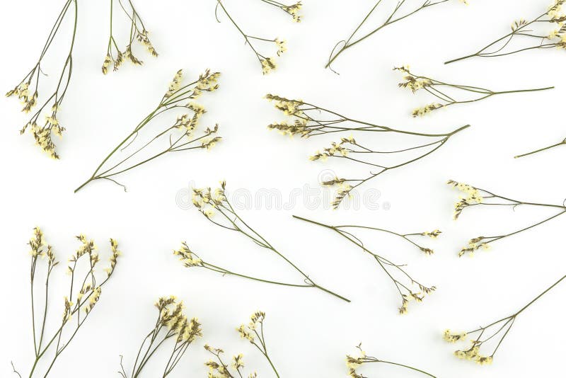 Yellow Limonium Flowers on Black Slate Background and Empty White ...