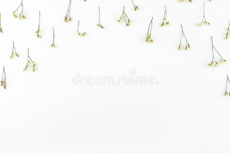 Yellow Limonium Caspia Flowers Pattern on White Background Stock Photo ...