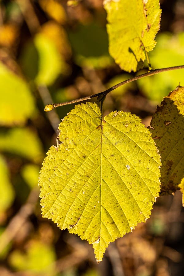Yellow Linden Leaf on a Big Linden Tree Stock Image - Image of disease ...