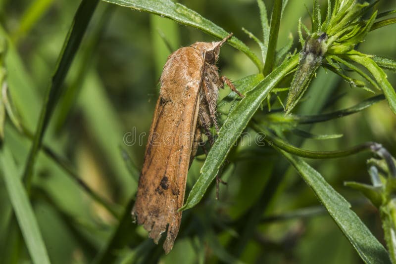The Red-line Quaker, Agrochola Lota Stock Photo - Image of brindled ...