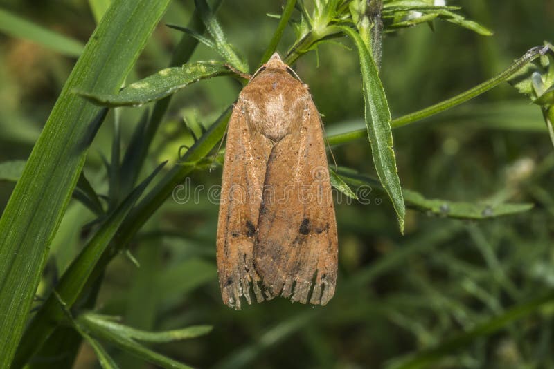 The Red-line Quaker, Agrochola Lota Stock Photo - Image of brindled ...
