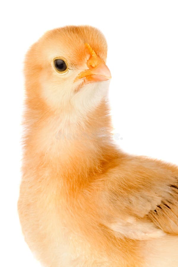 Cute little baby chicken stock image. Image of newborn - 3571563