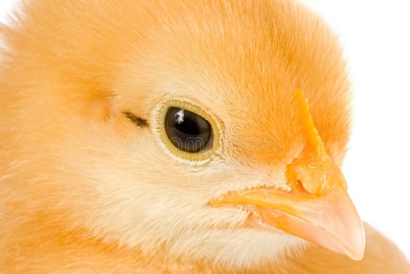 Chicken Hiding in the Grass Stock Photo - Image of yellow, spring: 2012510