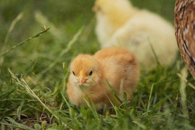 Yellow Little Chickens Walk on the Grass Stock Photo - Image of yellow ...