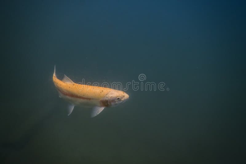 Man diving into lake stock image. Image of swimsuit, lake - 7379647