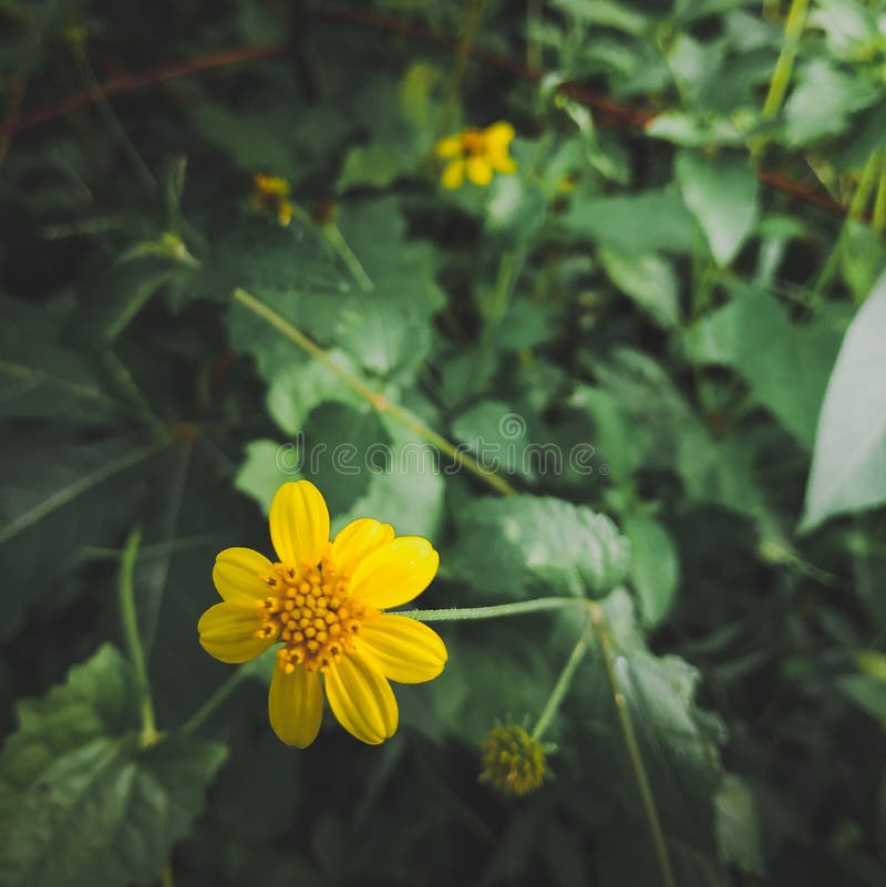 Yellow Little Flowers stock photo. Image of yellow, macro - 161036762