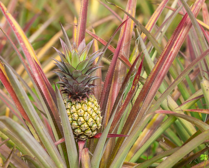 Yellow of the Little Pineapple in the Farm Stock Photo - Image of ...