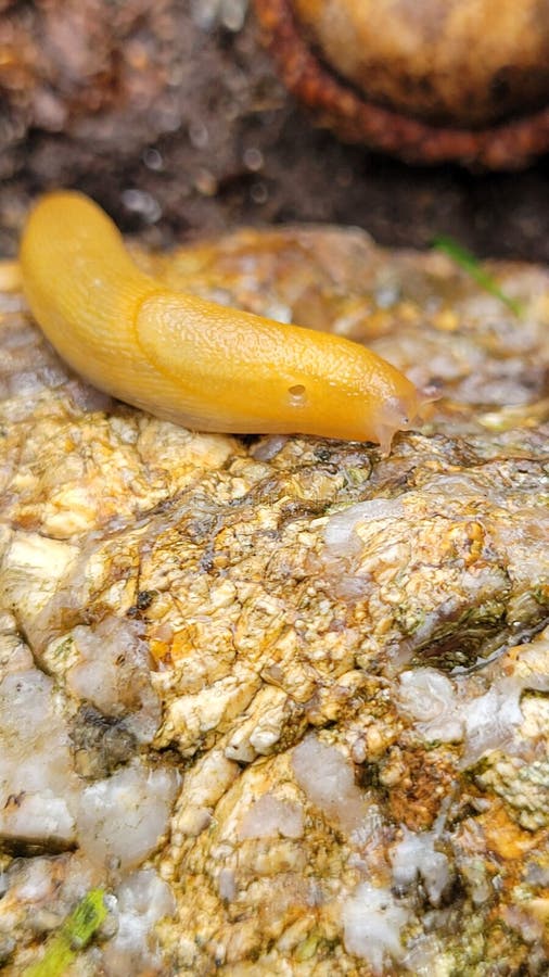 Yellow Little slug stock image. Image of slug, wildlife - 229930589