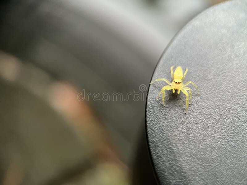 Yellow Little Spider on Black Surface with Blur Background Stock Image ...