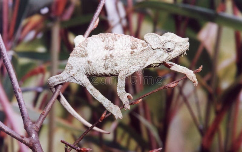 Yellow lizard on a branch stock image. Image of small - 250981253