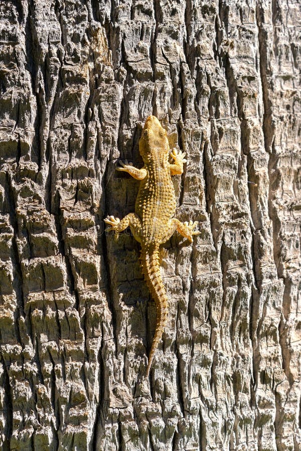 Big Lizard Crawling on the Shield Stock Photo - Image of flower ...