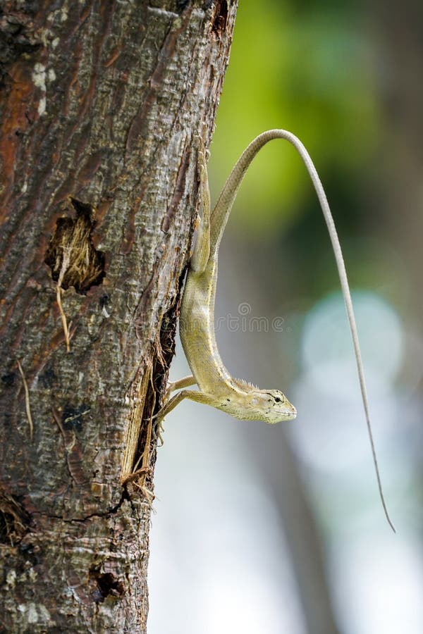 While Hanging Lizard Under the Blue Sky or Forest Lizard . Stock Photo ...