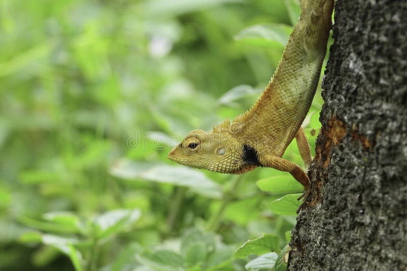 Yellow Lizard stock image. Image of wildlife, asia, lizard - 58212545