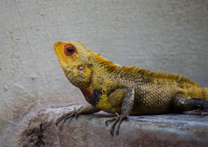 Yellow Lizard Reptile Sitting on Grey Surface Looking with Sharp Eyes ...