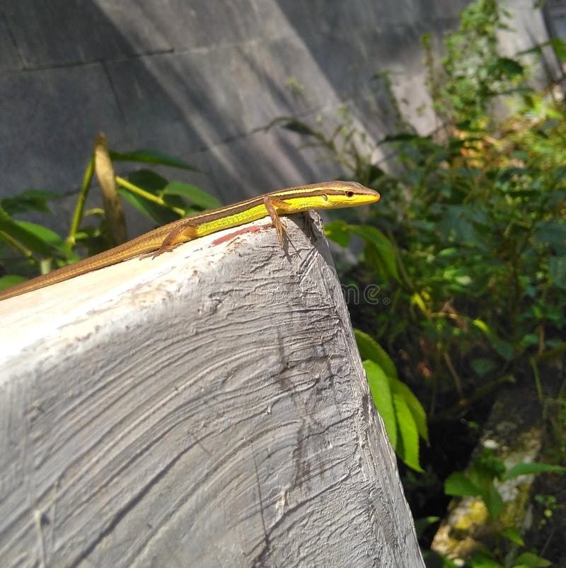 Yellow lizard on the wall stock image. Image of green - 272916047
