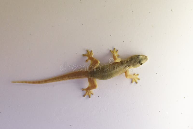 Yellow Lizard Closeup stock photo. Image of reptile, america - 35332472