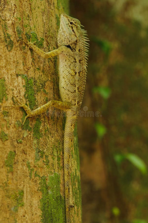 Yellow Lizards on Trees in Nature Stock Image - Image of dragon, lizard ...