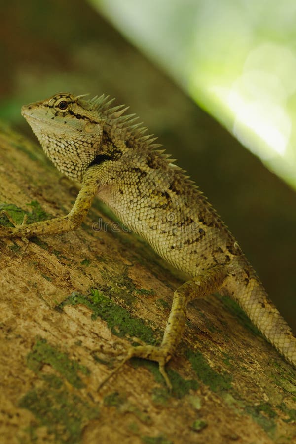 Yellow Lizards on Trees in Nature Stock Image - Image of dragon, orange ...