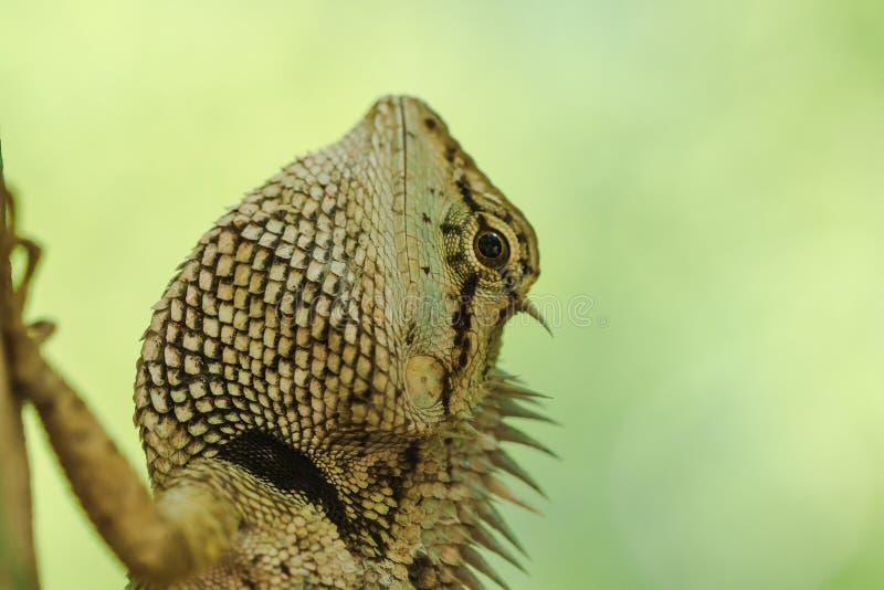Yellow Lizards on Trees in Nature Stock Photo - Image of cute, detail ...