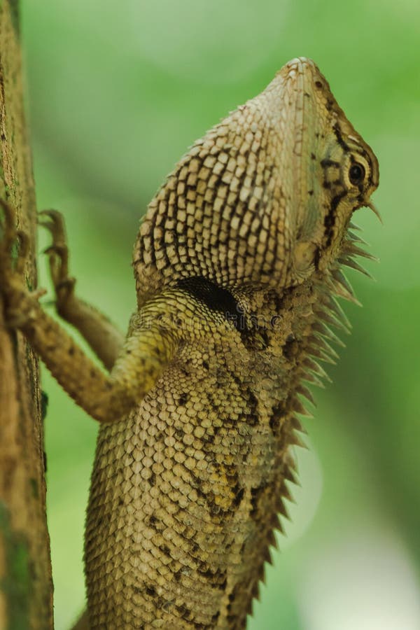 Yellow Lizards on Trees in Nature Stock Image - Image of fauna, orange ...