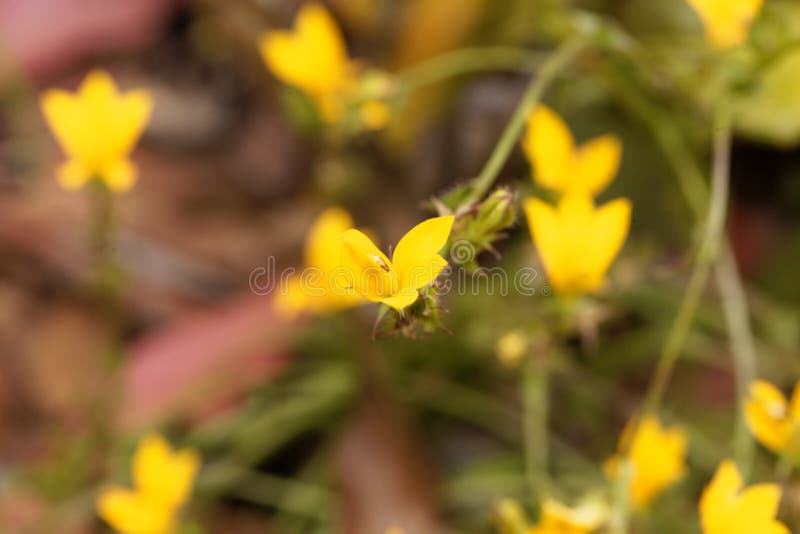Yellow Lobelia Monopsis Lutea Stock Image - Image of nature, beautiful ...