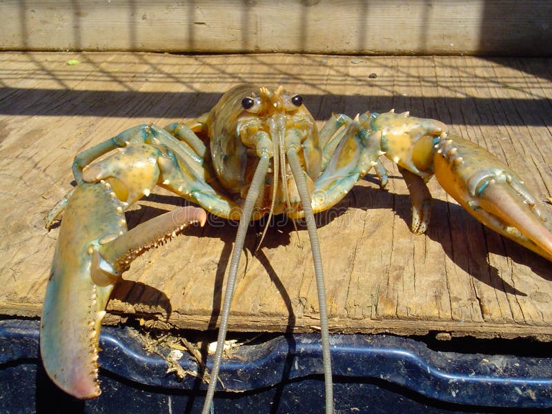 Yellow Lobster with Claw Open Stock Image - Image of fresh, scavenger ...