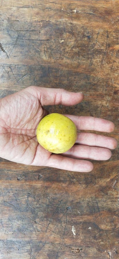 Yellow Local Lemon in a Hand Stock Photo - Image of painting, soil ...