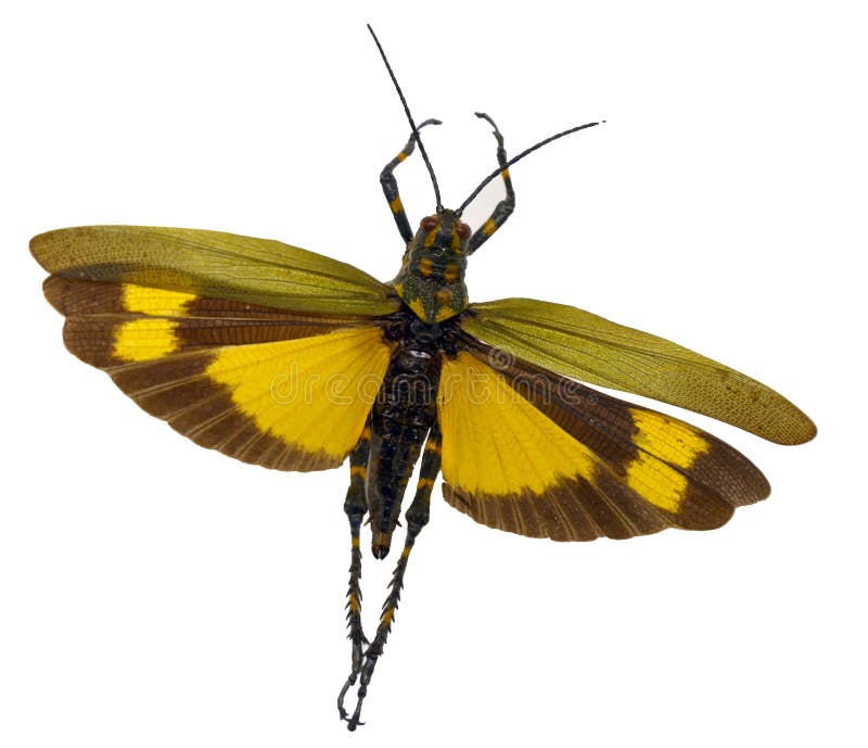 Yellow Locust stock image. Image of primed, extended - 97440093