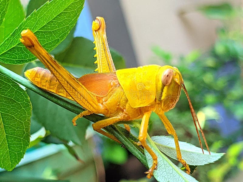 Yellow Locusts on a Leaf on a Sunny Morning Stock Image - Image of ...