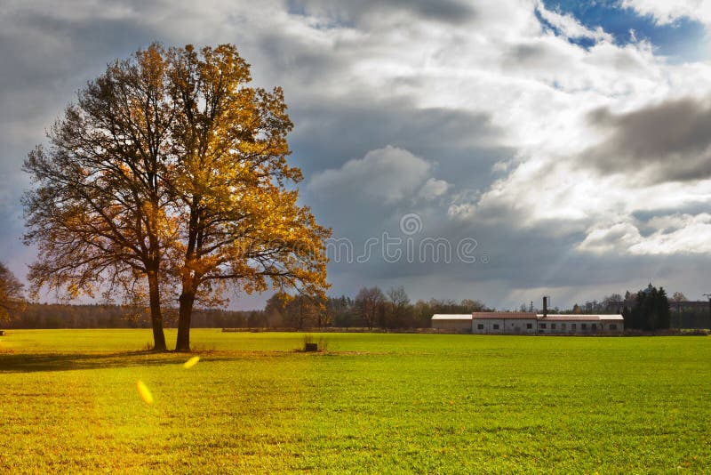 Yellow Lonely Oak Tree in the Green Field Stock Image - Image of tree ...