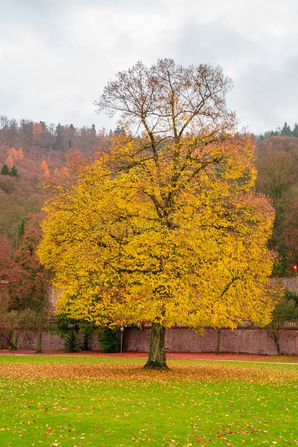 Beautiful Yellow Lonely Tree Stock Photo - Image of enjoying, european ... Beautiful Yellow Lonely Tree Stock Photo - Image of enjoying, european ...