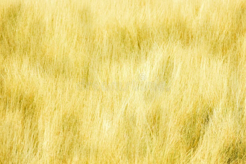 Yellow Long Grass Background Stock Photo - Image of long, season: 98570084