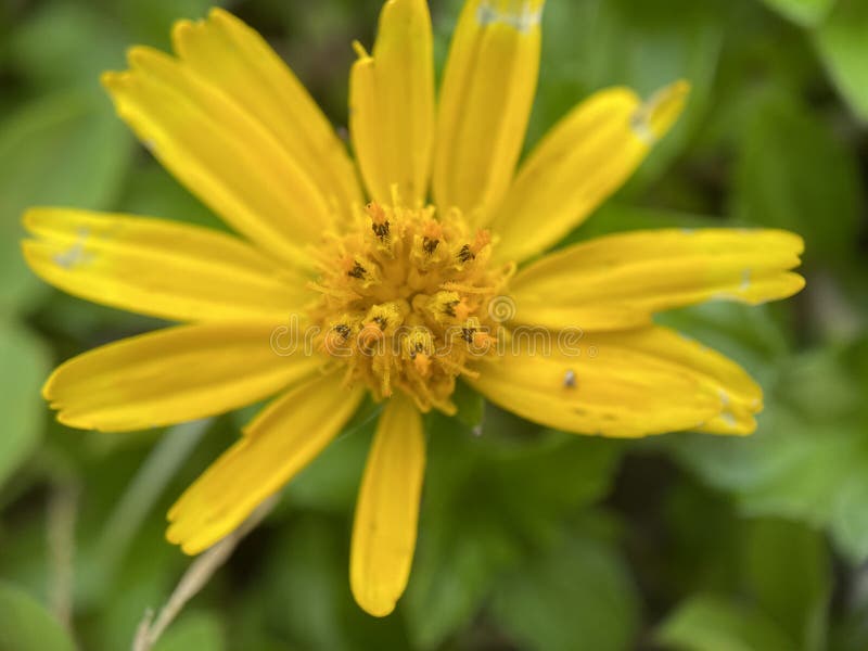 Yellow Longleaf Arnica Flower Stock Image - Image of outdoors, setting ...