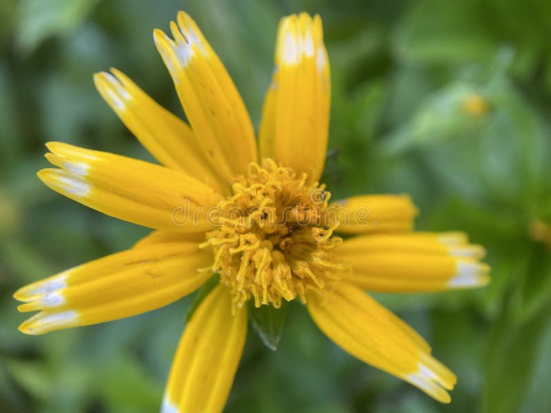 Yellow Longleaf Arnica Flower Stock Photo - Image of outside, nature ...