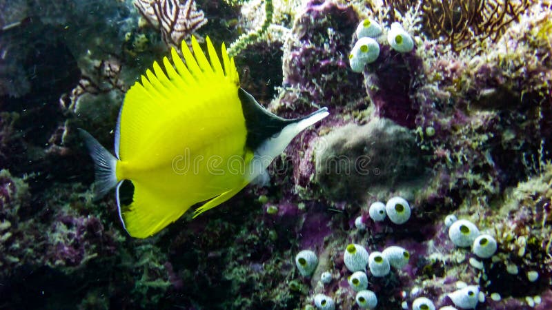 Yellow Longnose Butterfly Fish in Maldives. Stock Photo - Image of ...