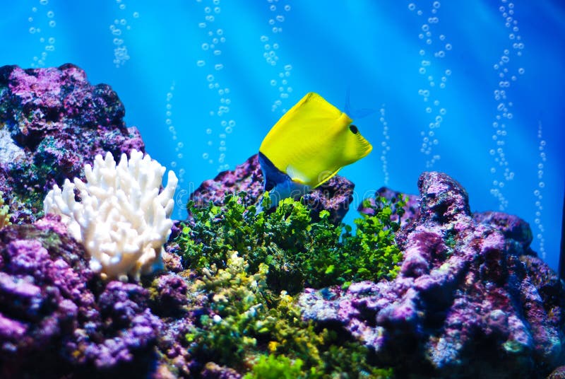 5+ Butterflyfish longnose yellow Free Stock Photos - StockFreeImages