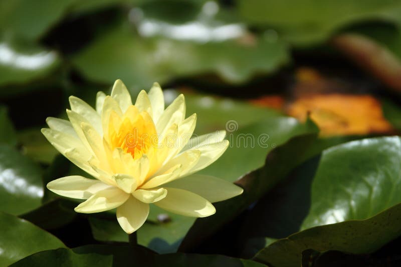 Yellow Lotus stock photo. Image of blossom, carpel, swamp - 14741362