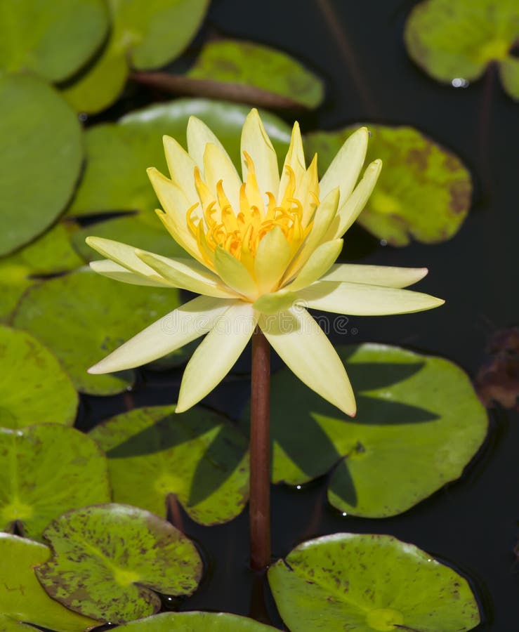 Yellow lotus stock photo. Image of wild, botany, petals - 26077926